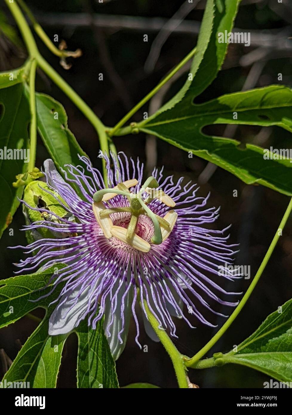 purple passionflower (Passiflora incarnata Stock Photo - Alamy
