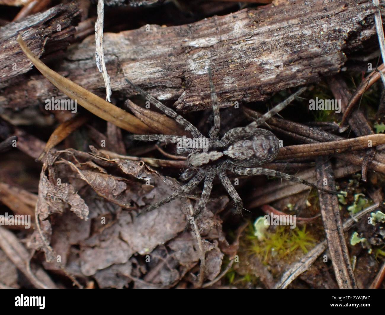 Thin-legged Wolf Spiders (Pardosa Stock Photo - Alamy