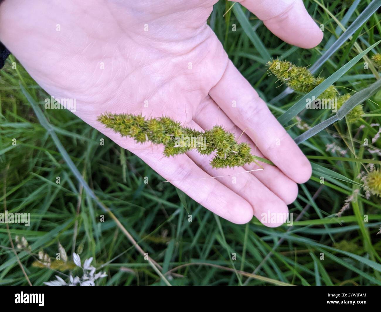 fox sedge (Carex vulpinoidea Stock Photo - Alamy