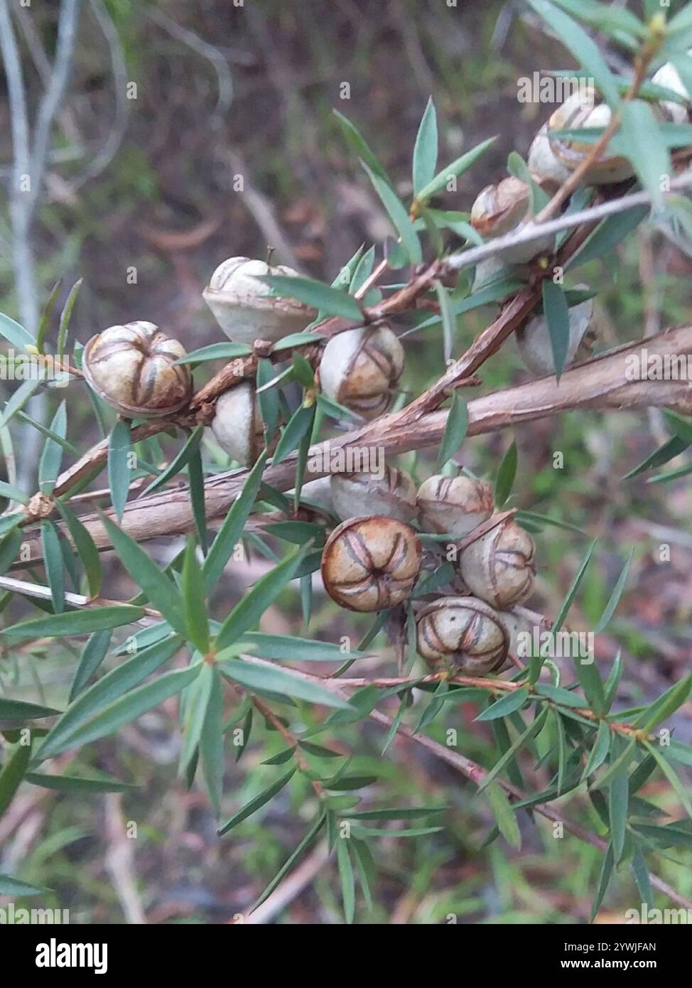 prickly tea-tree (Leptospermum continentale Stock Photo - Alamy