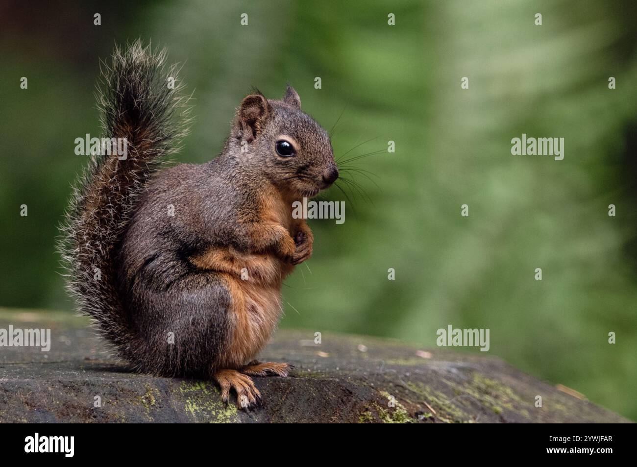 Douglas' Squirrel (Tamiasciurus douglasii Stock Photo - Alamy