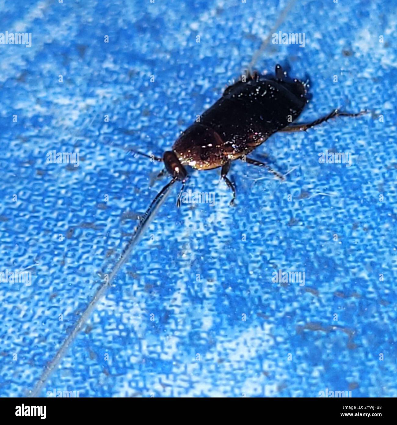 Old World Lobe-winged Cockroaches (Loboptera Stock Photo - Alamy