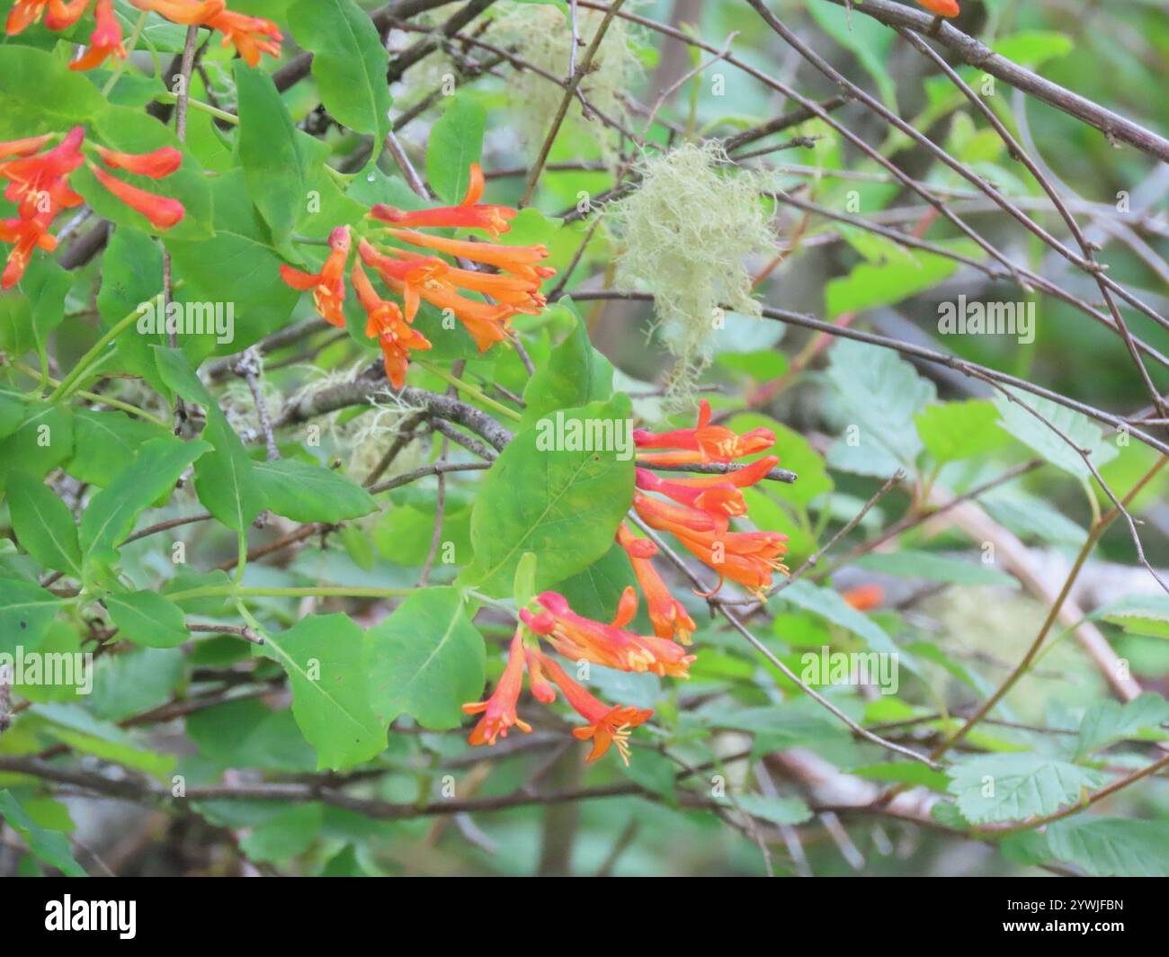 orange honeysuckle (Lonicera ciliosa Stock Photo - Alamy