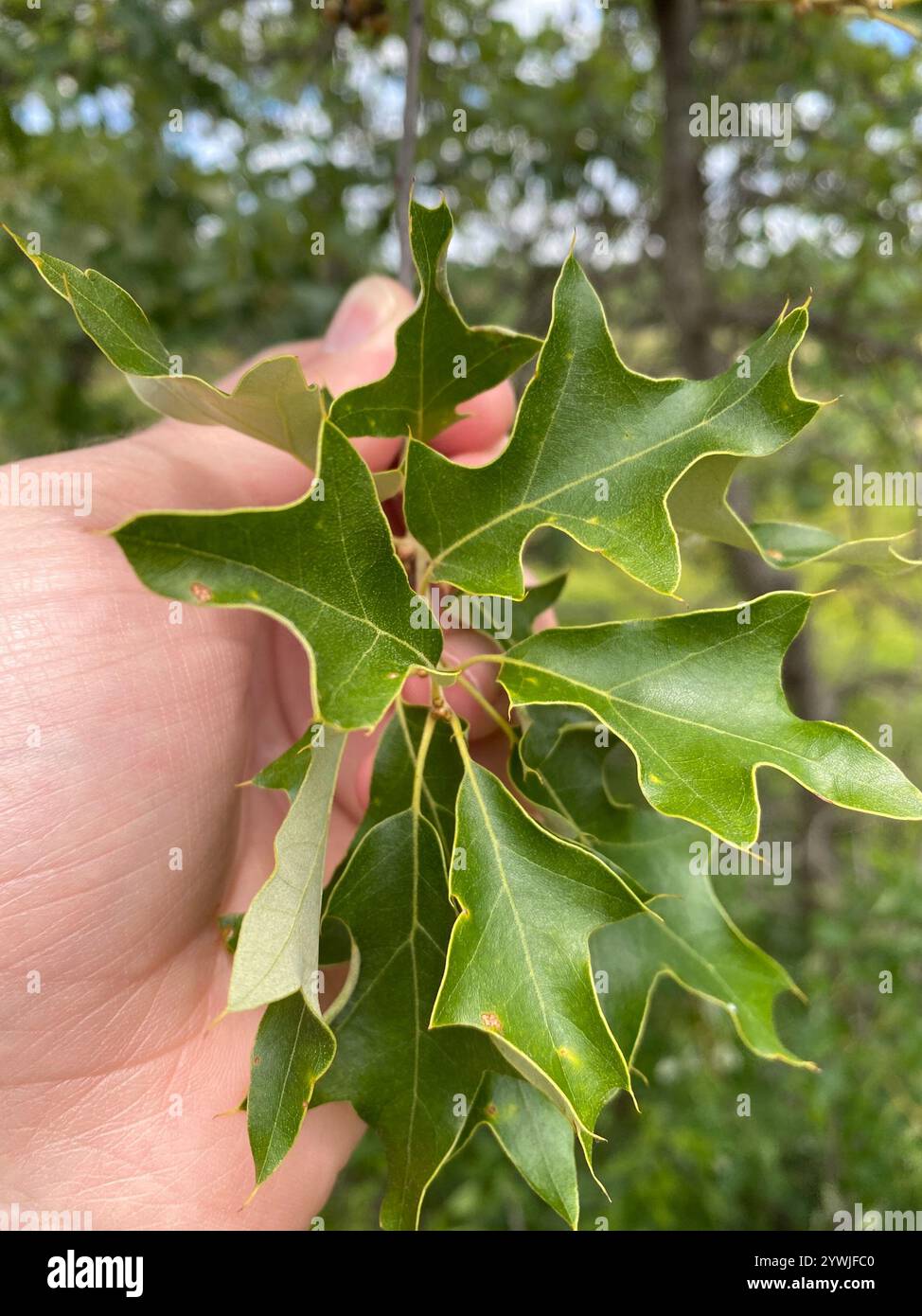 bear oak (Quercus ilicifolia Stock Photo - Alamy