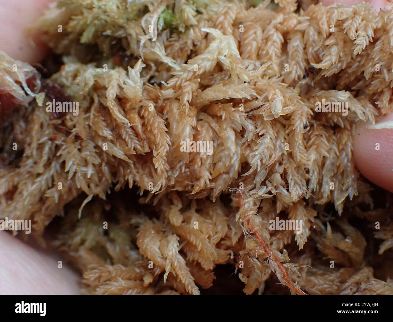 Papillose peatmoss hi-res stock photography and images - Alamy