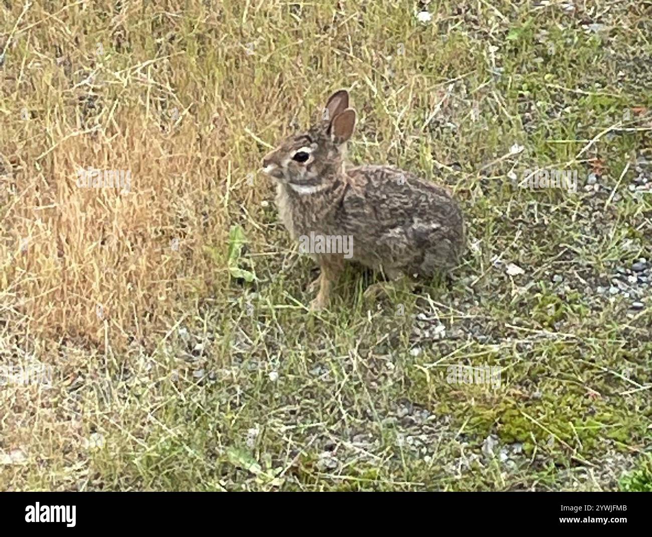 Eastern Cottontail (Sylvilagus floridanus Stock Photo - Alamy