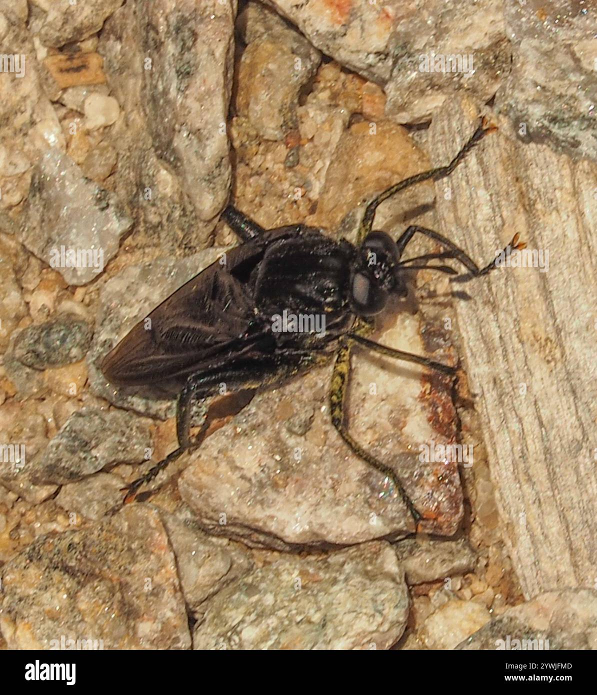 Mydas fly hi-res stock photography and images - Alamy