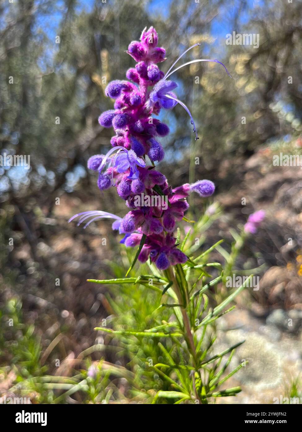 woolly bluecurls (Trichostema lanatum Stock Photo - Alamy