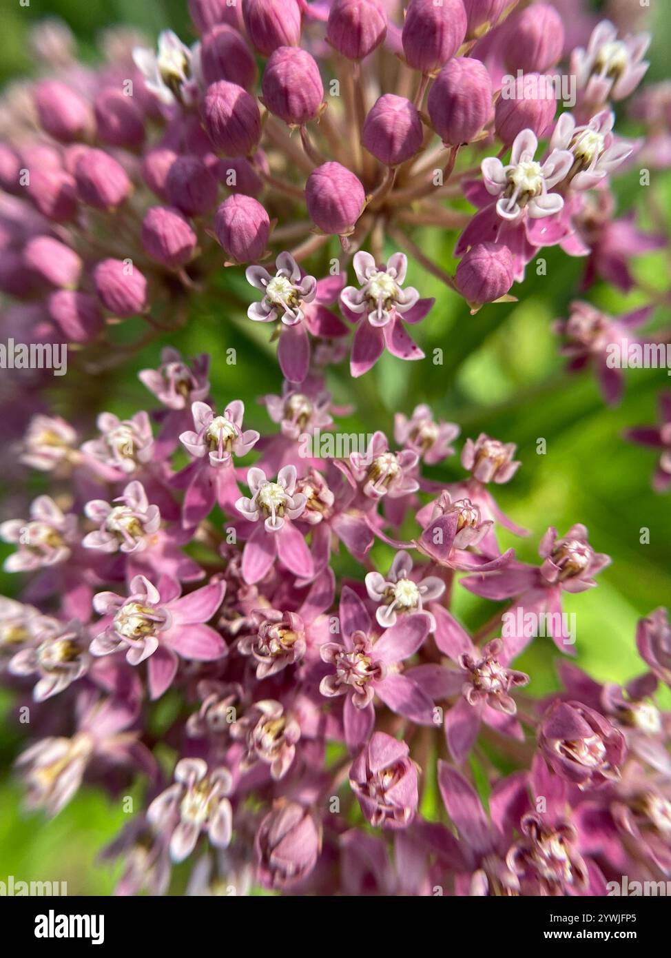 swamp milkweed (Asclepias incarnata Stock Photo - Alamy
