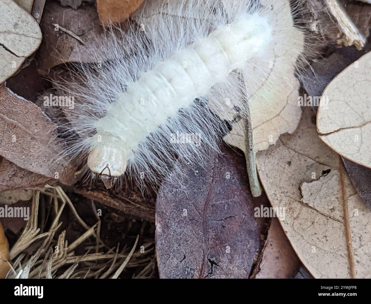 Laugher Moth (Charadra deridens Stock Photo - Alamy