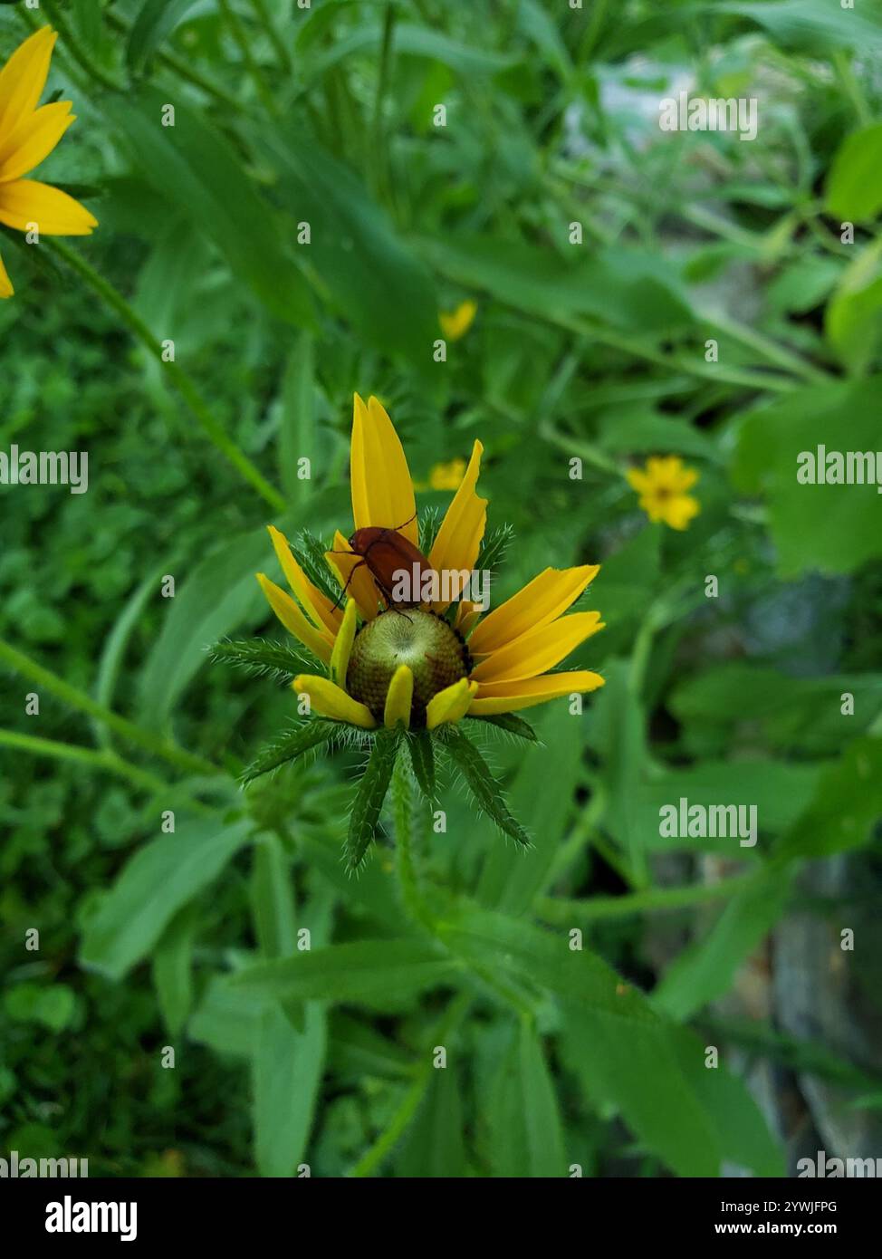 Asiatic Garden Beetle (Maladera formosae Stock Photo - Alamy