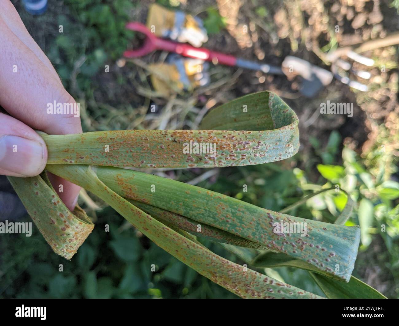 Pucciniaceae hi-res stock photography and images - Alamy