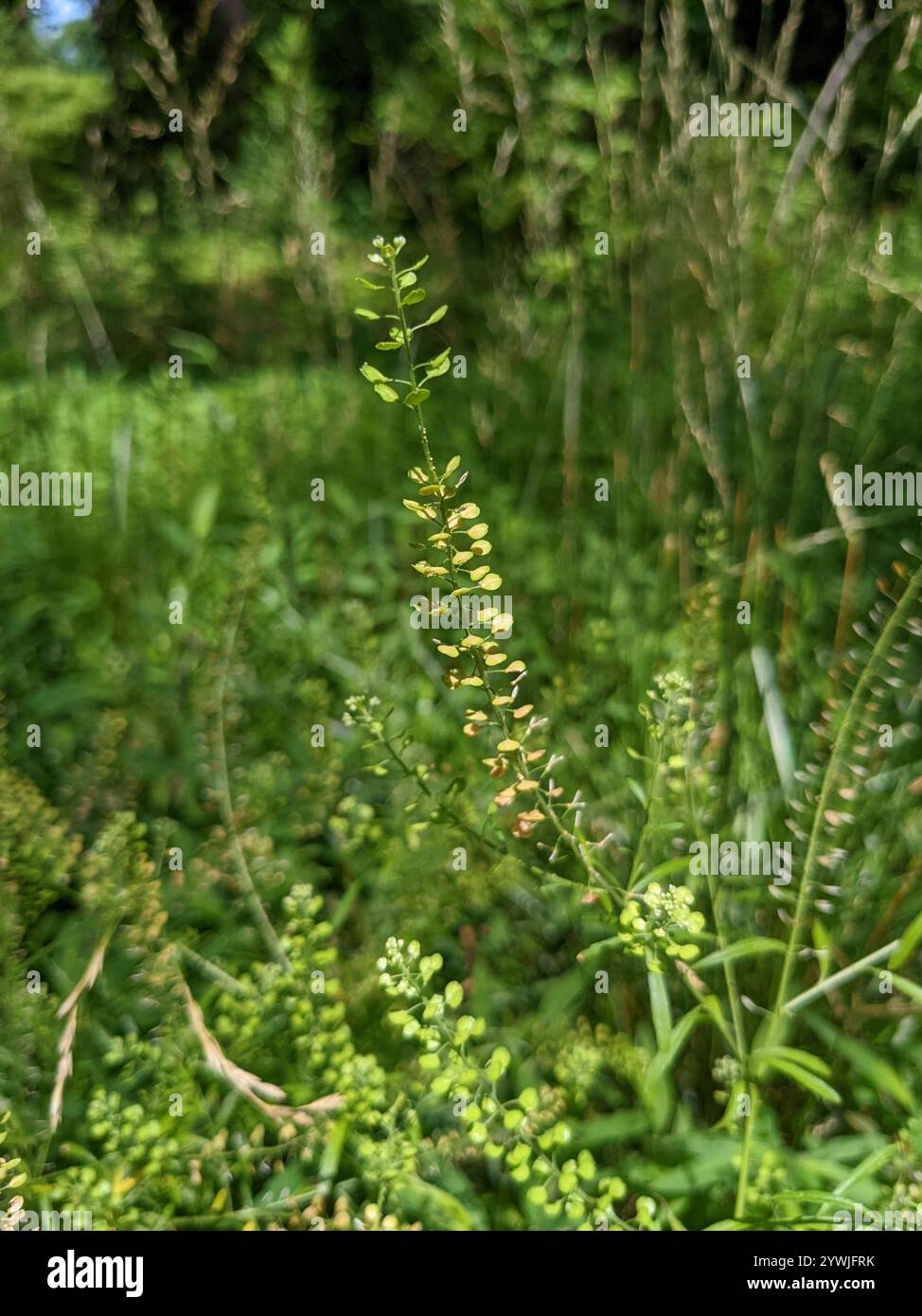 Virginia pepperweed (Lepidium virginicum Stock Photo - Alamy