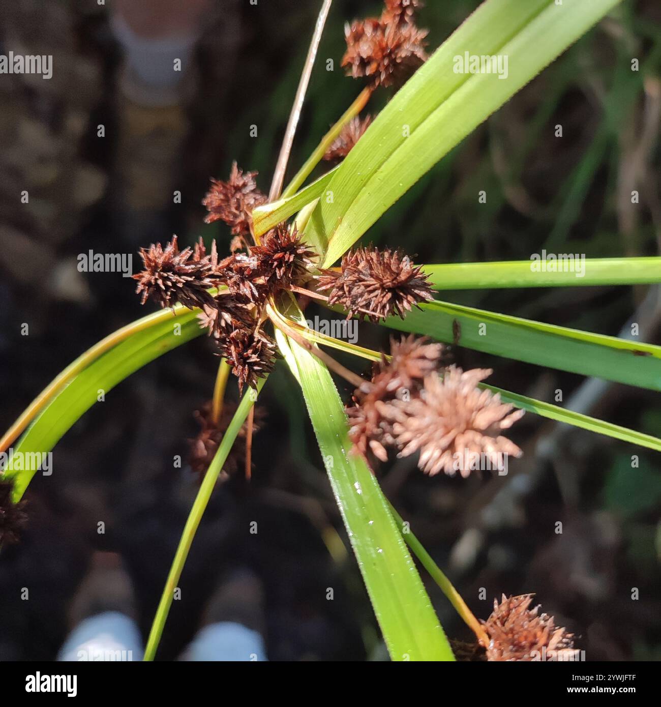 Swamp Flatsedge (Cyperus ligularis Stock Photo - Alamy