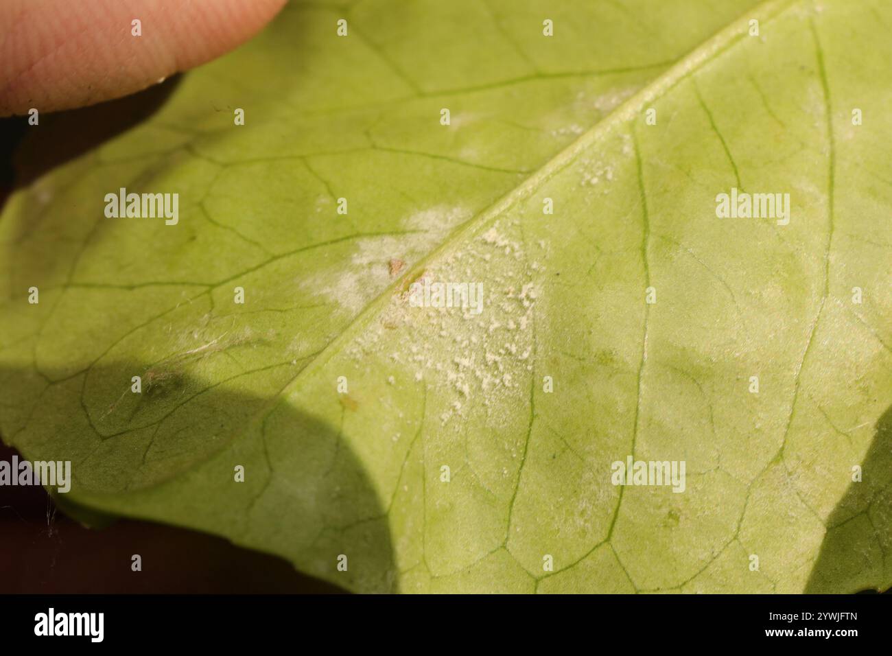 Rose Powdery Mildew (Podosphaera pannosa Stock Photo - Alamy