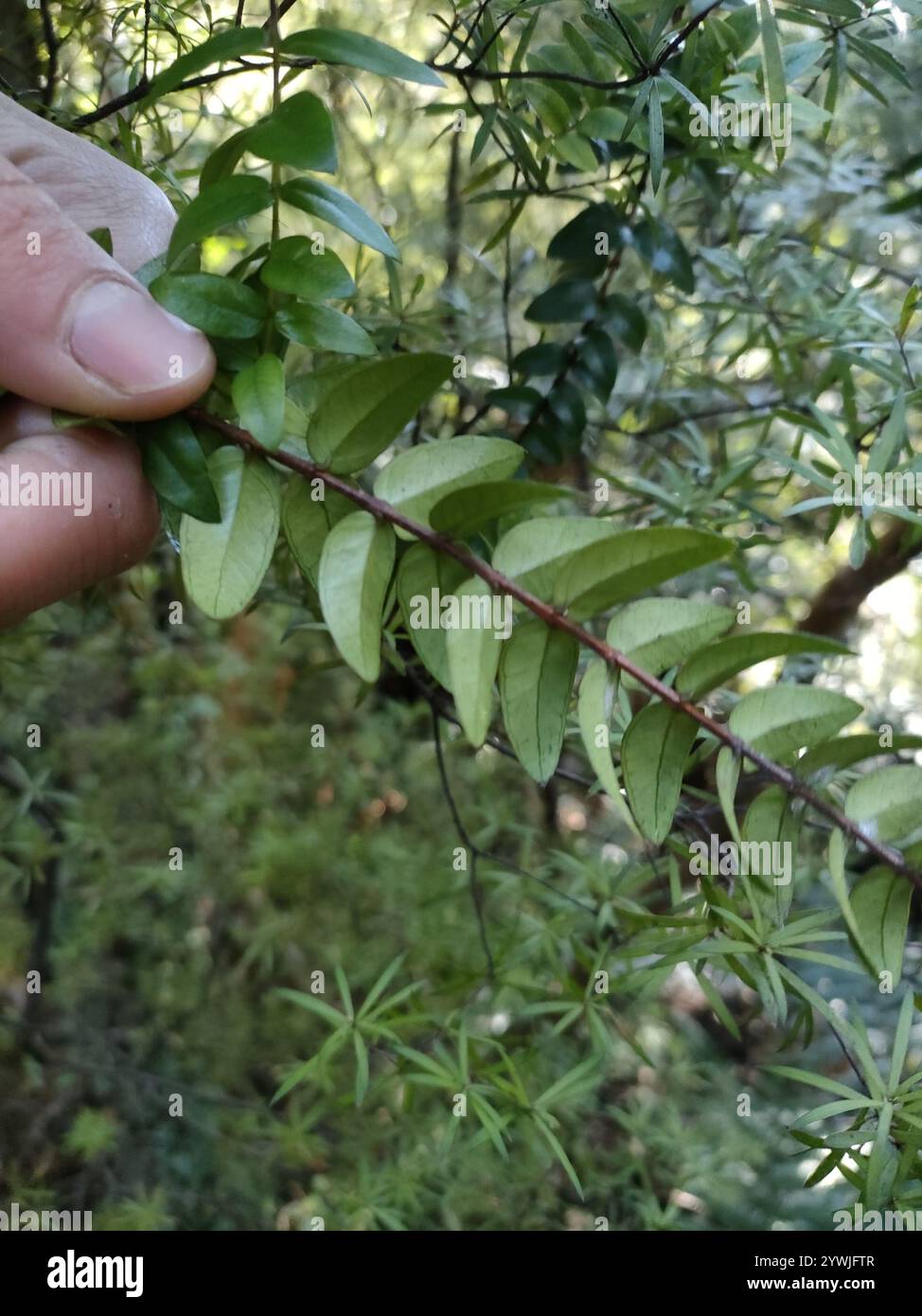 white climbing rātā (Metrosideros diffusa Stock Photo - Alamy