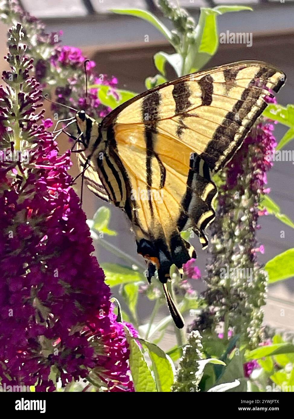 Western Tiger Swallowtail (Papilio rutulus Stock Photo - Alamy