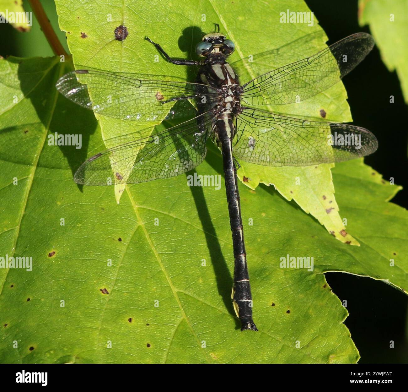 Beaverpond Clubtail (Phanogomphus borealis Stock Photo - Alamy