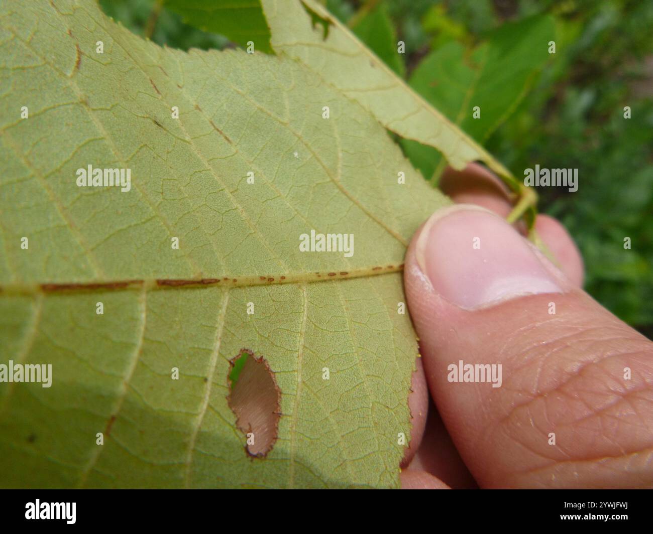 sand hickory (Carya pallida Stock Photo - Alamy