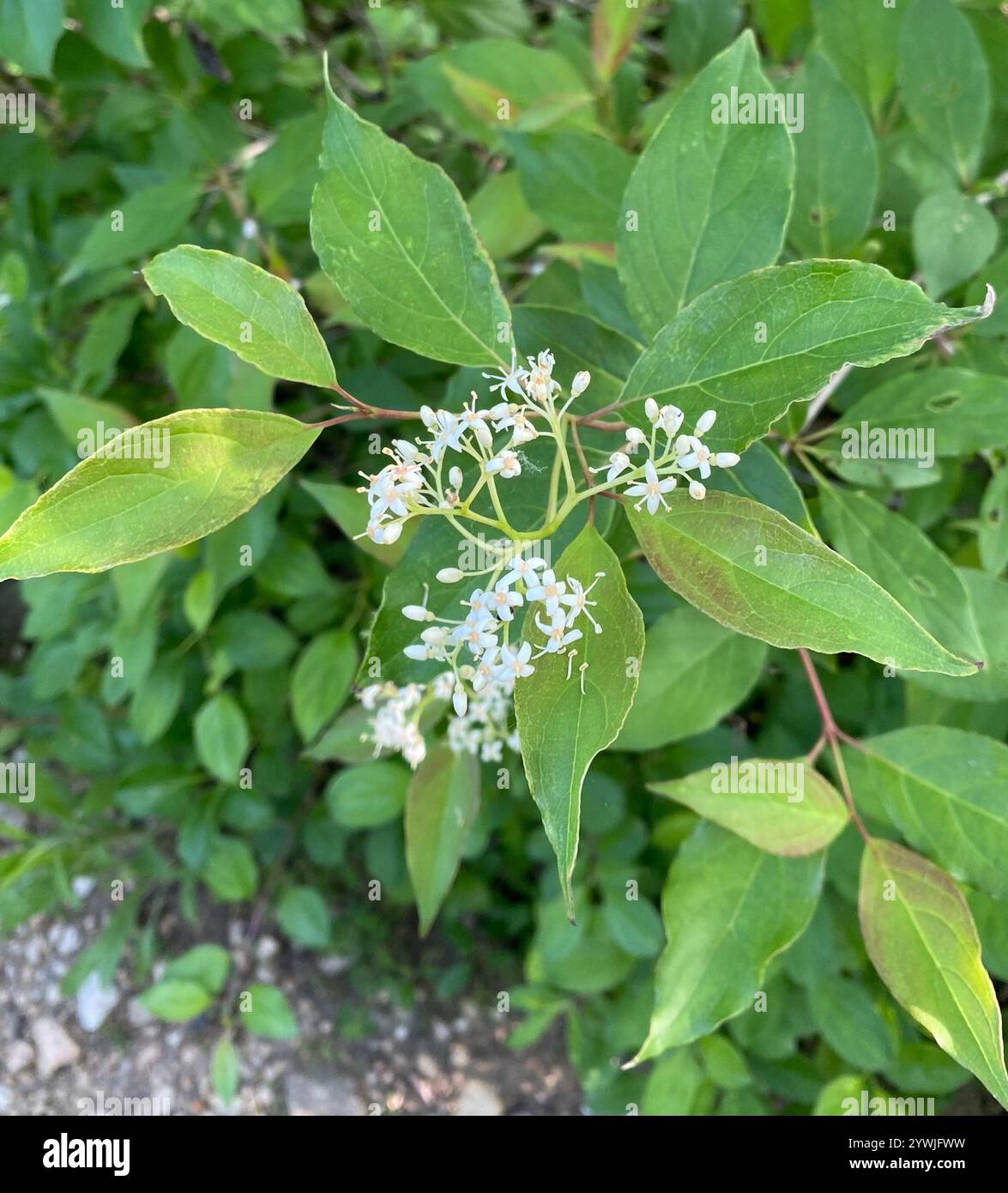 Stiff Dogwood (Cornus foemina Stock Photo - Alamy