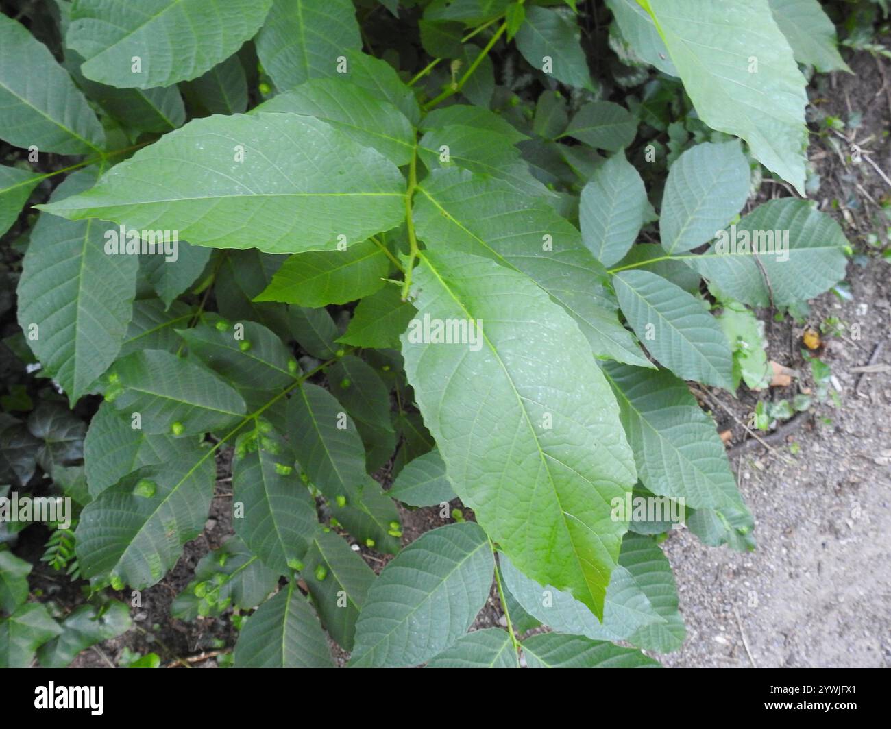 Persian walnut (Juglans regia Stock Photo - Alamy
