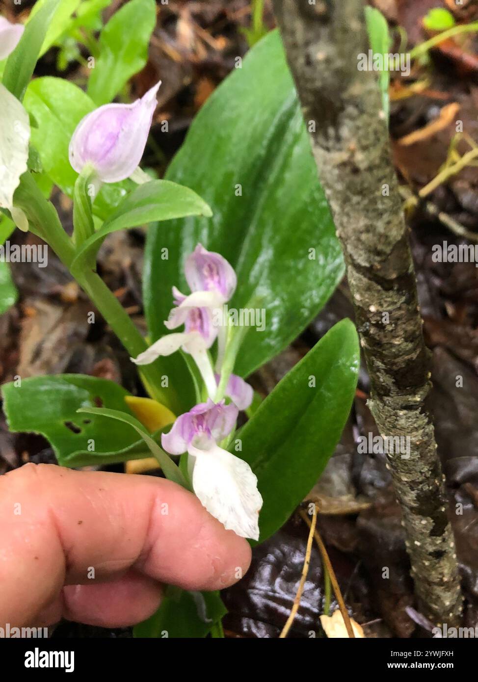 showy orchis (Galearis spectabilis Stock Photo - Alamy
