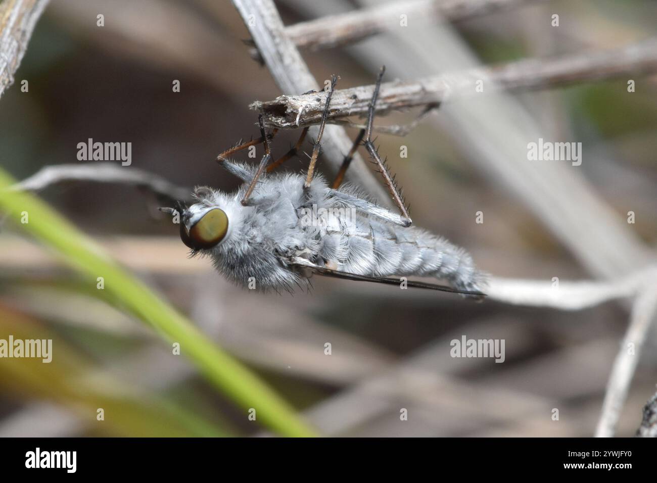 Stiletto Flies (Therevidae Stock Photo - Alamy