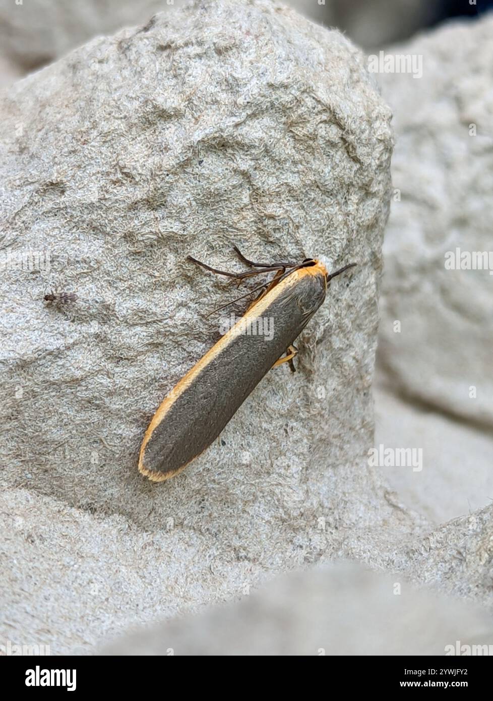 Common Footman (Eilema lurideola Stock Photo - Alamy