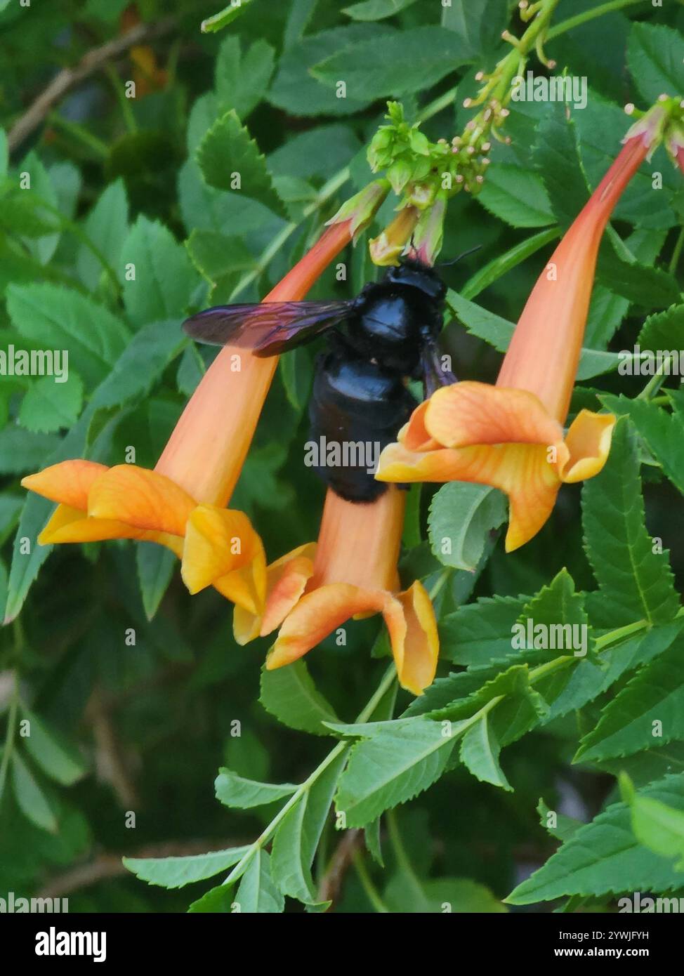 Valley Carpenter Bee (Xylocopa sonorina Stock Photo - Alamy