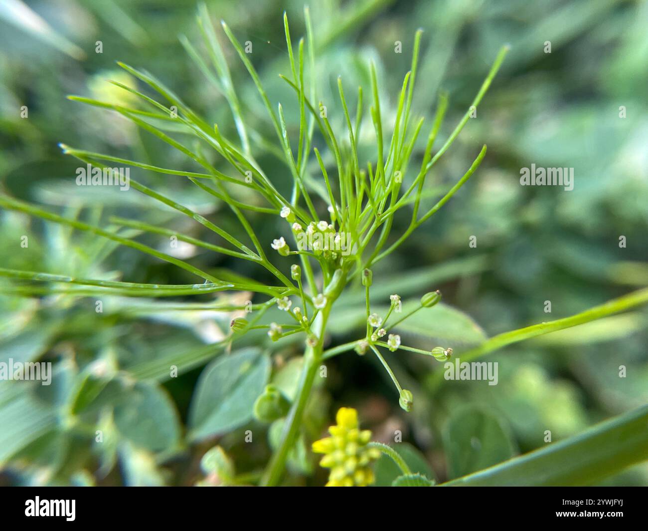 Marsh parsley (Cyclospermum leptophyllum Stock Photo - Alamy