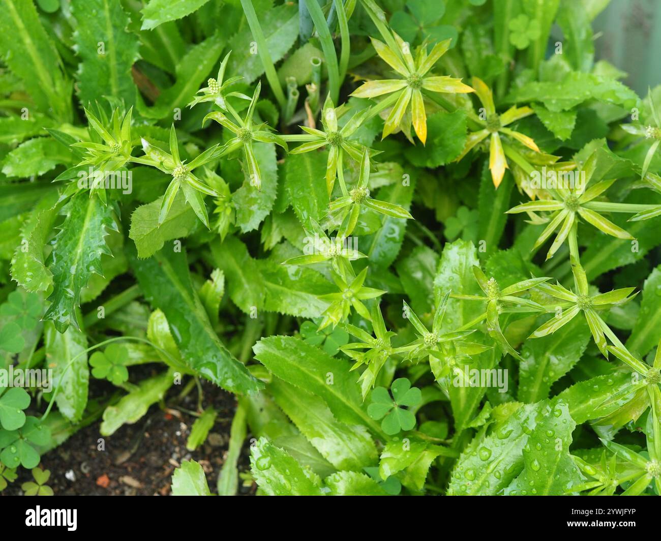 Mexican Culantro (Eryngium foetidum Stock Photo - Alamy