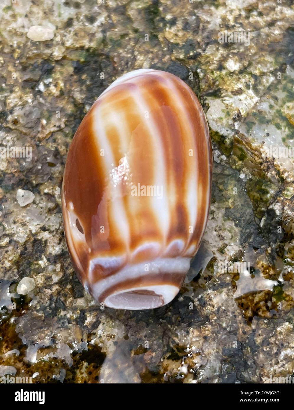Purple Olive Snail (Callianax biplicata Stock Photo - Alamy