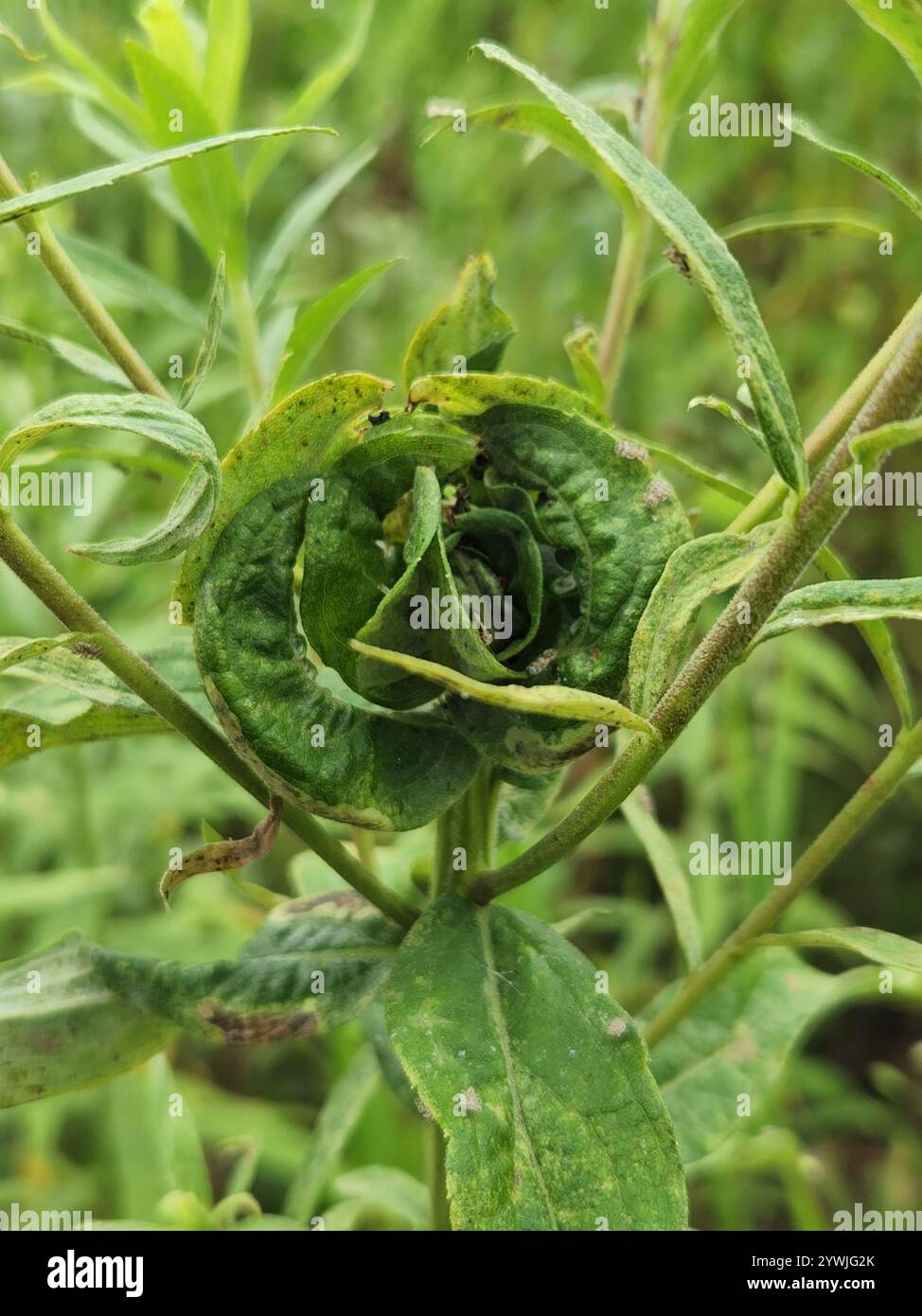 Goldenrod Bunch Gall Midge (Rhopalomyia solidaginis Stock Photo - Alamy