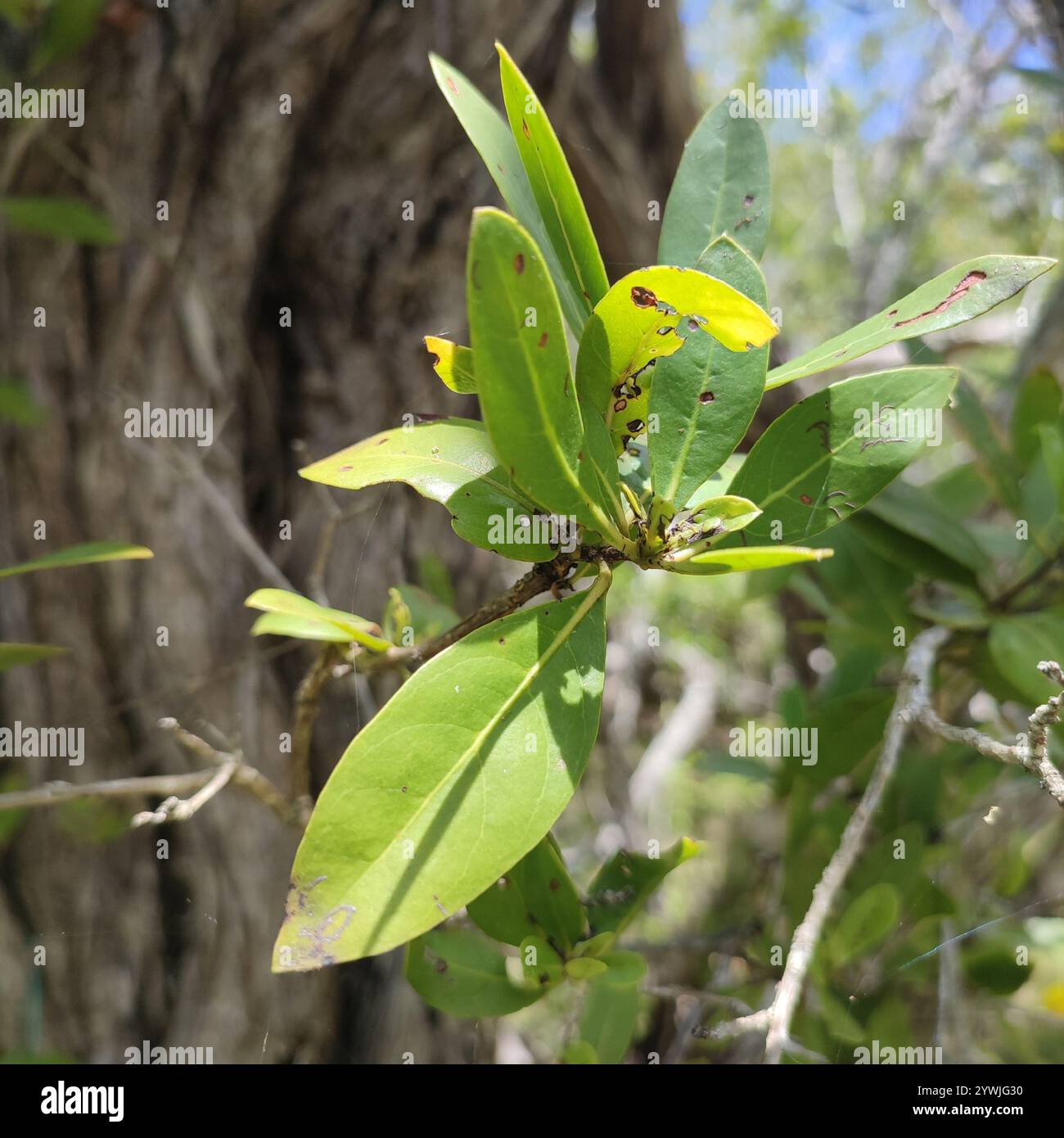 Green Buttonwood (Conocarpus erectus Stock Photo - Alamy