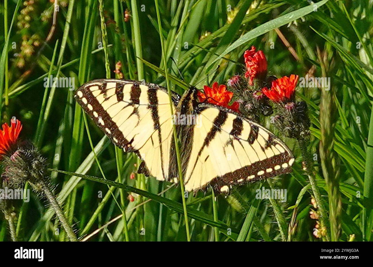 Tiger Swallowtails and Allies (Pterourus Stock Photo - Alamy