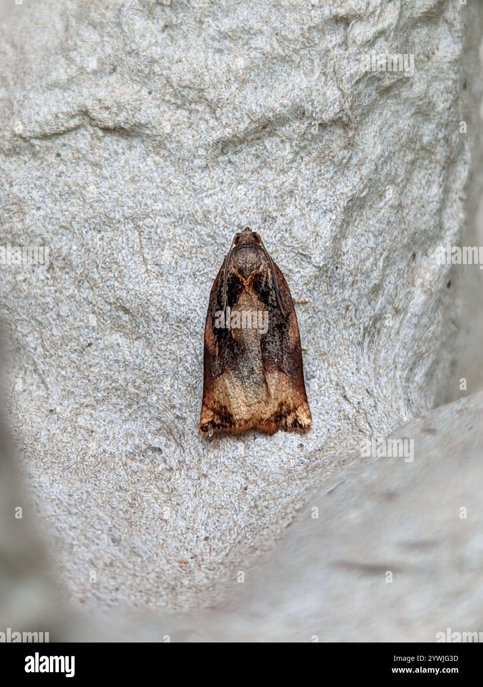 Archips podana hi-res stock photography and images - Alamy
