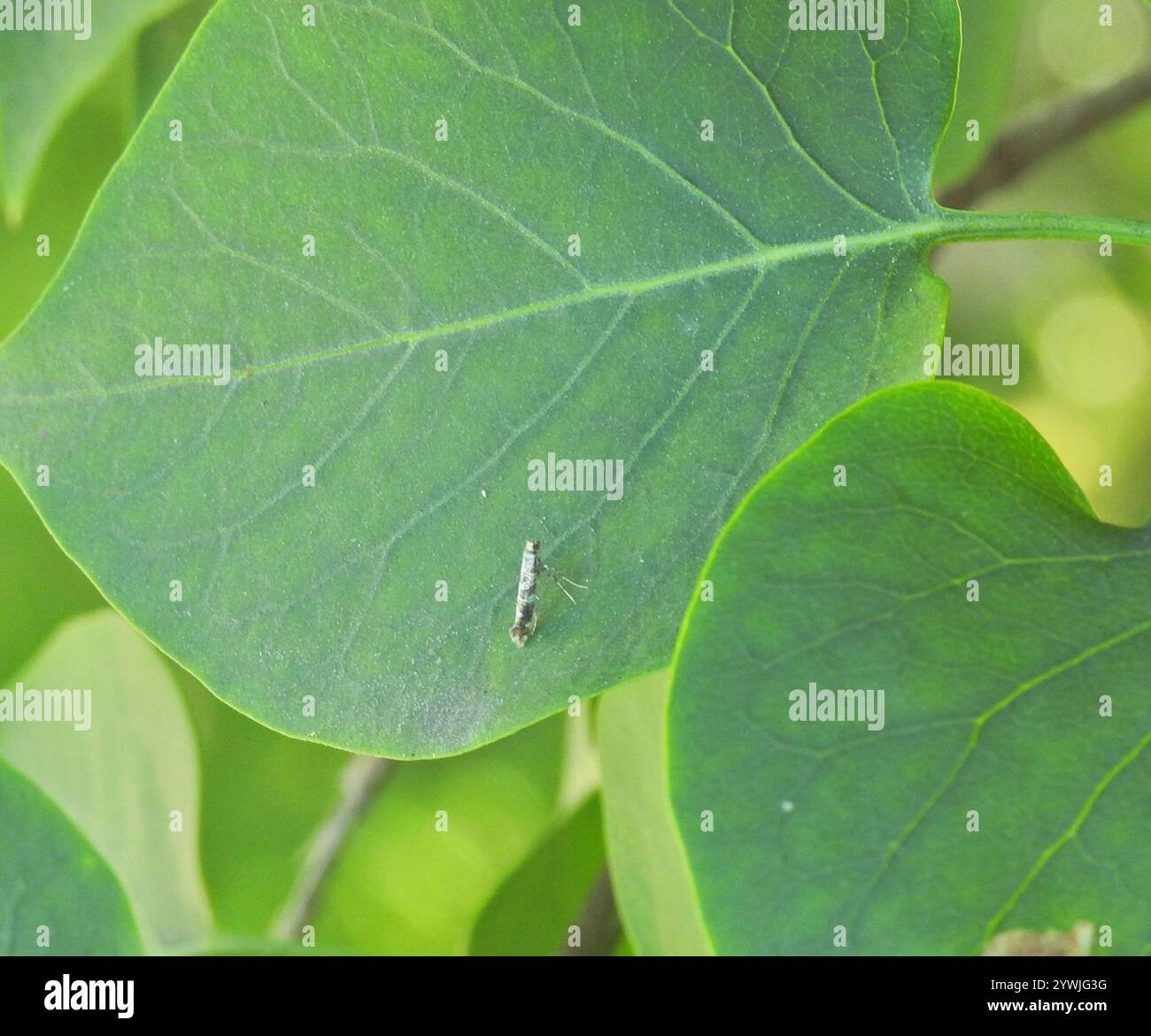 Lilac Leafminer Moth (Gracillaria syringella Stock Photo - Alamy