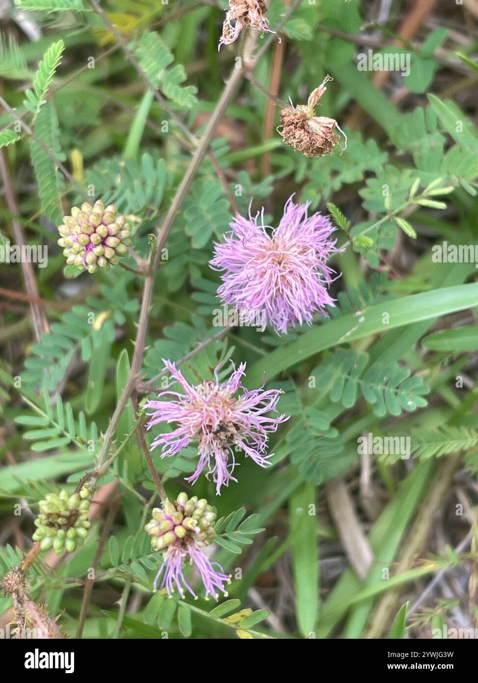 littleleaf sensitive-briar (Mimosa microphylla Stock Photo - Alamy