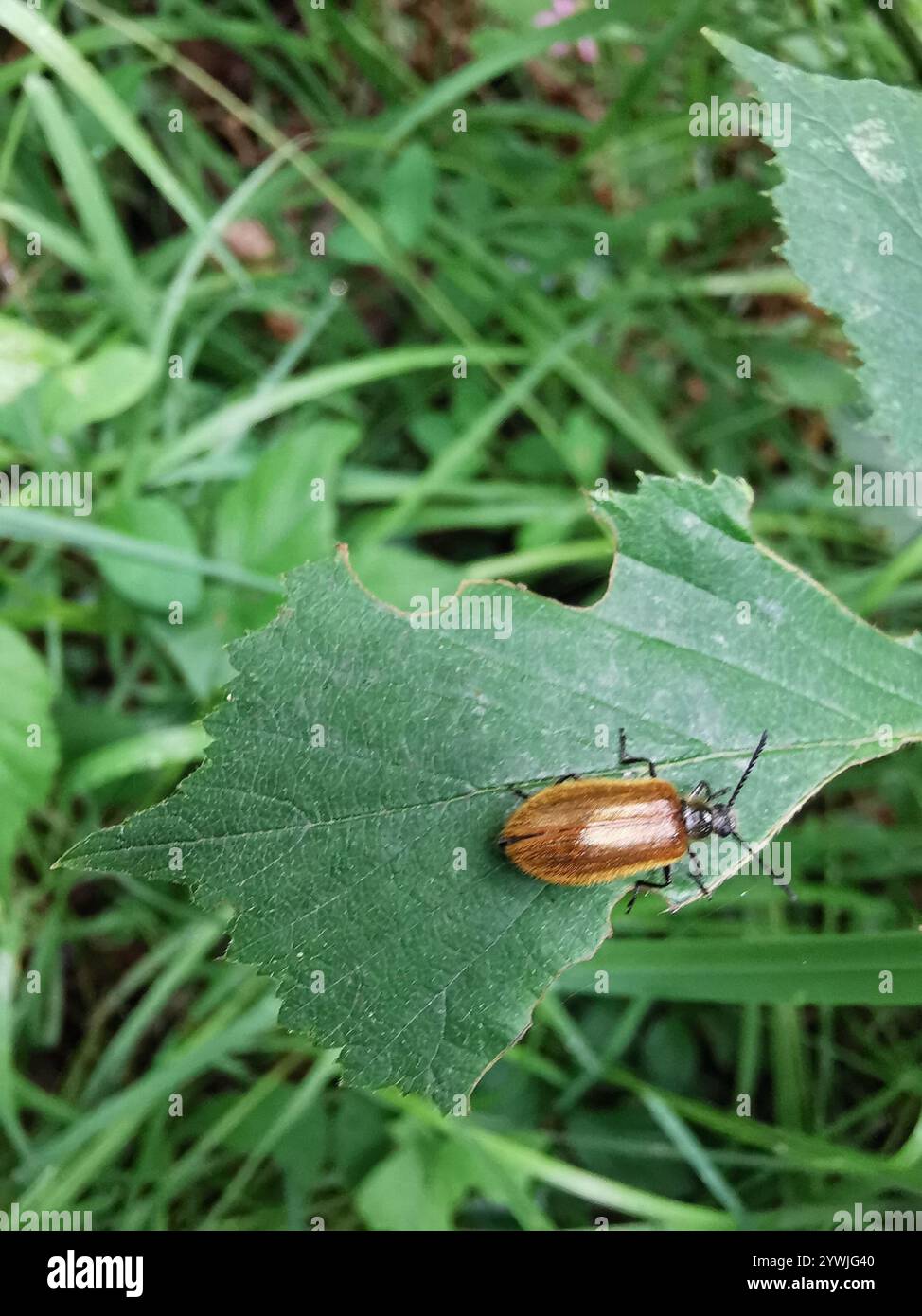 Rough-haired Lagria Beetle (Lagria hirta Stock Photo - Alamy