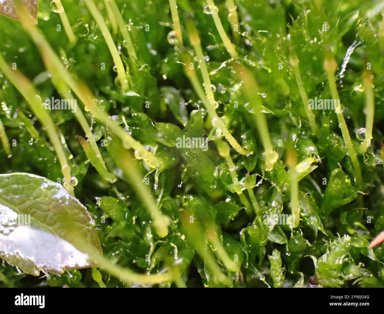 Slender Cruet-moss (Tetraplodon mnioides Stock Photo - Alamy