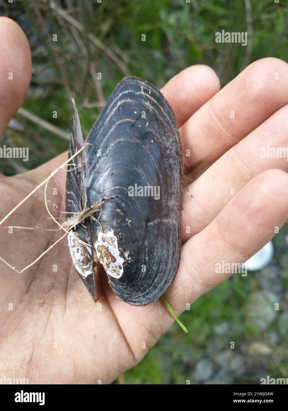 Western Pearlshell (Margaritifera falcata Stock Photo - Alamy