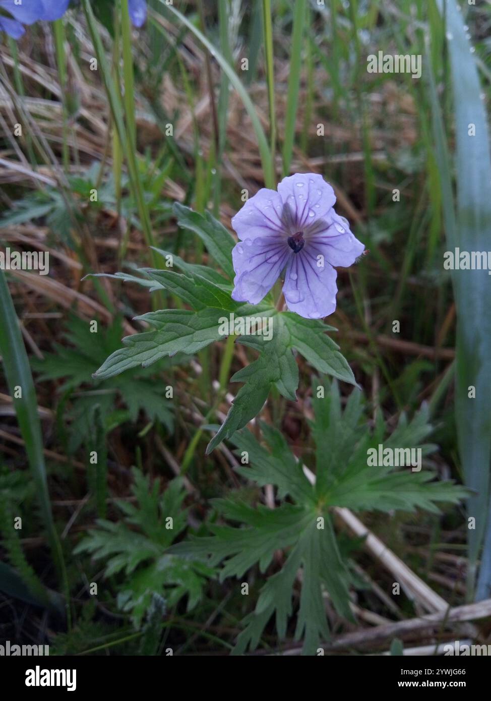 Geranium erianthum cranesbill hi-res stock photography and images - Alamy