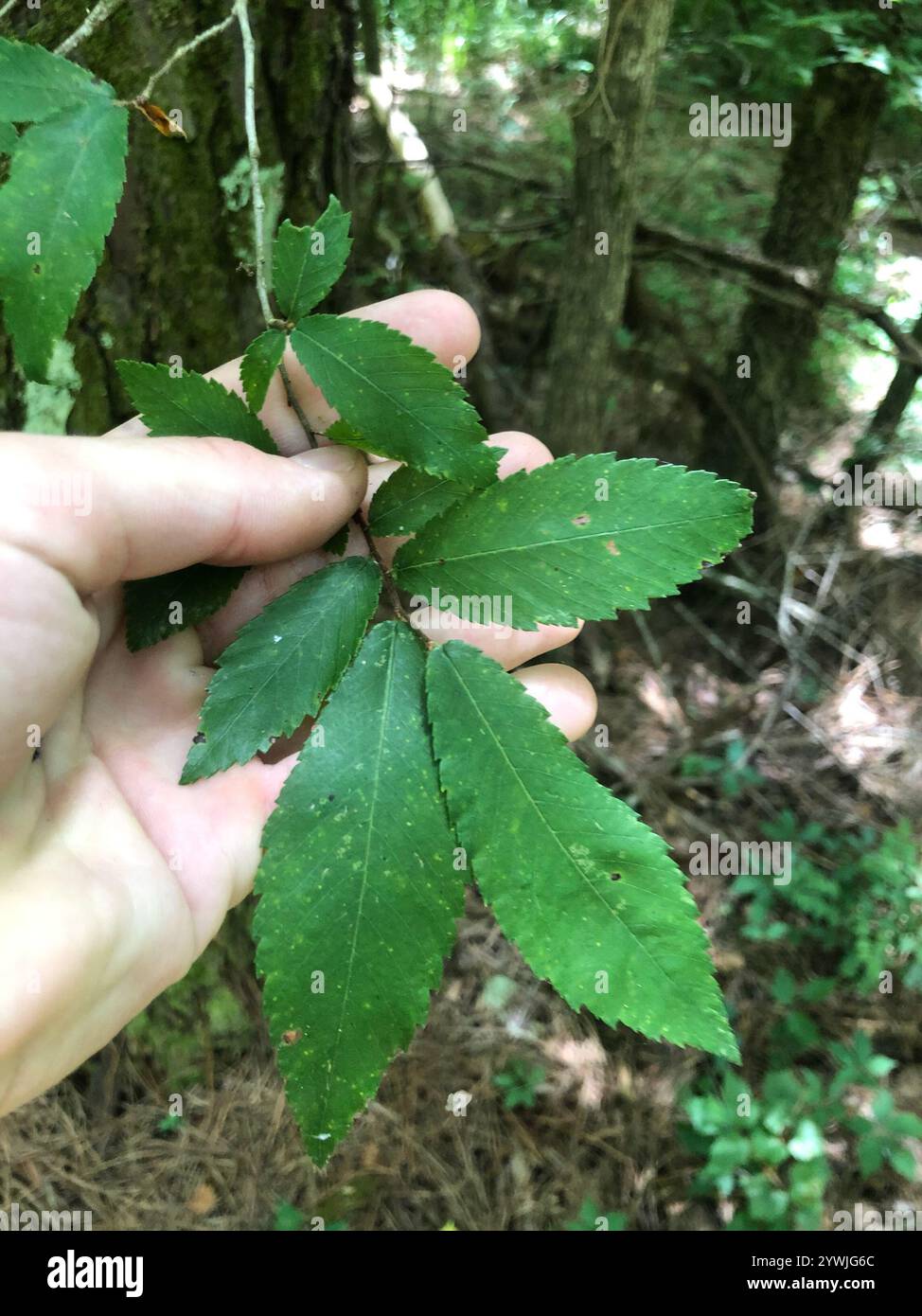 Winged Elm (Ulmus alata Stock Photo - Alamy