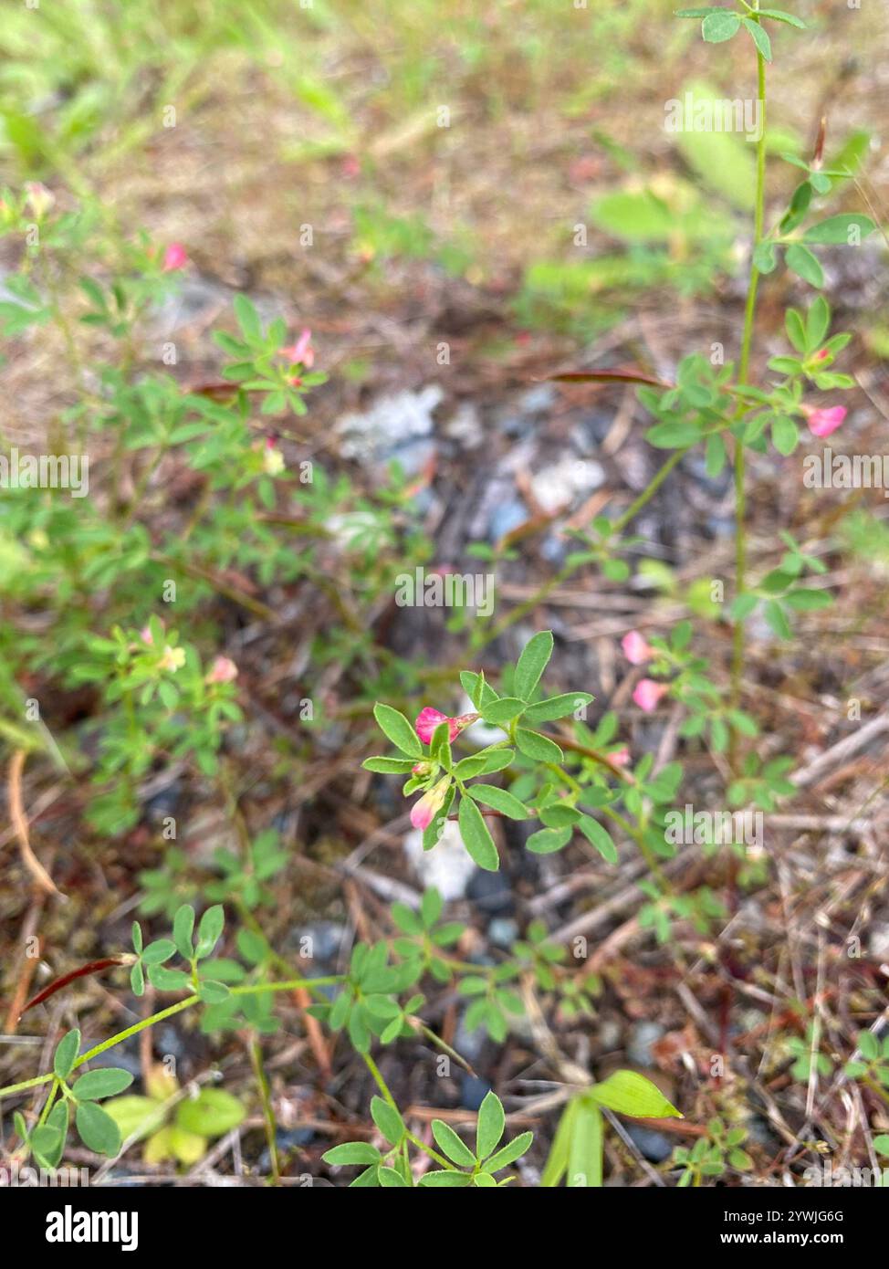 Short-flower Deervetch (Acmispon parviflorus Stock Photo - Alamy