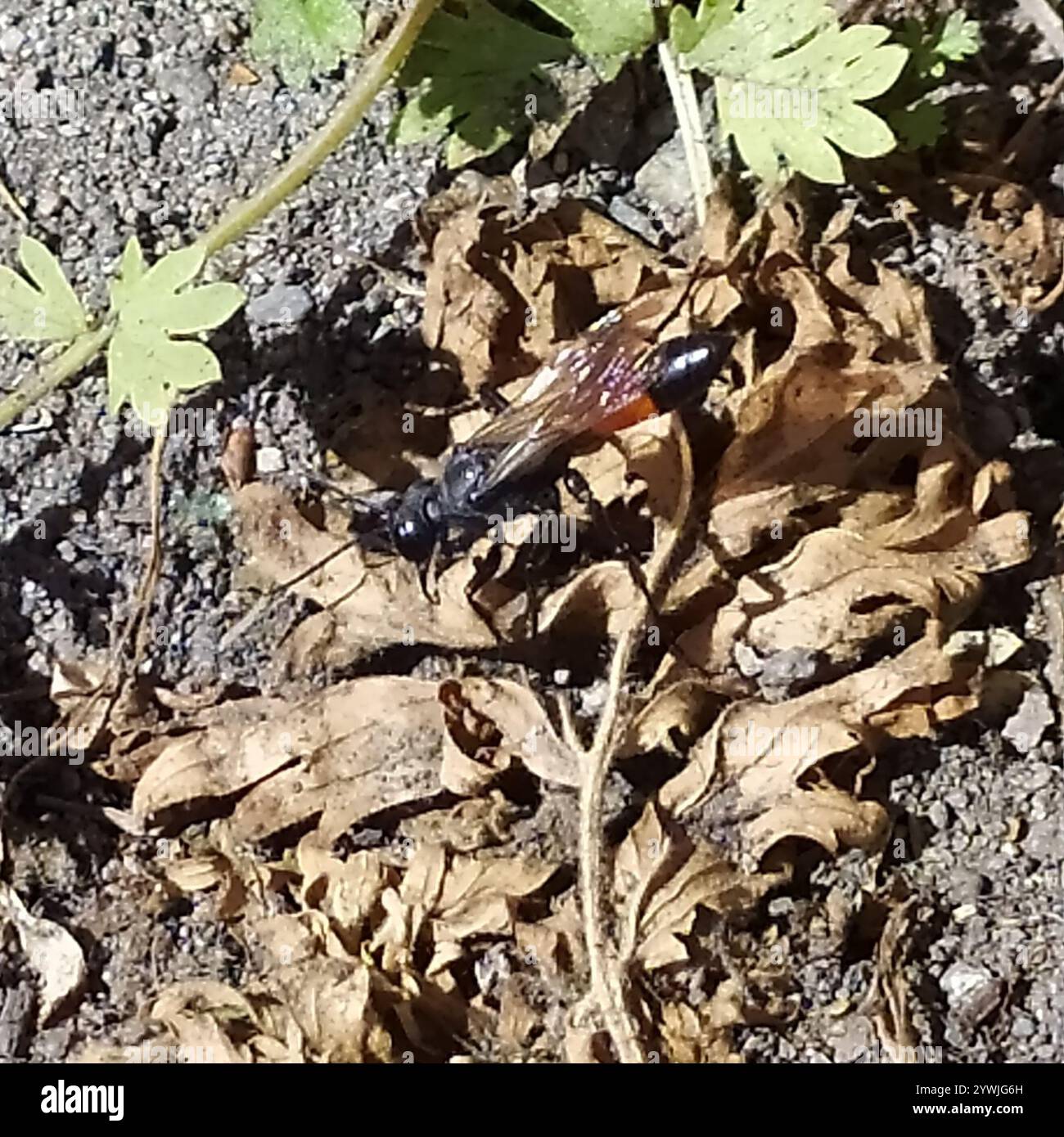 Cutworm Wasps (Podalonia Stock Photo - Alamy