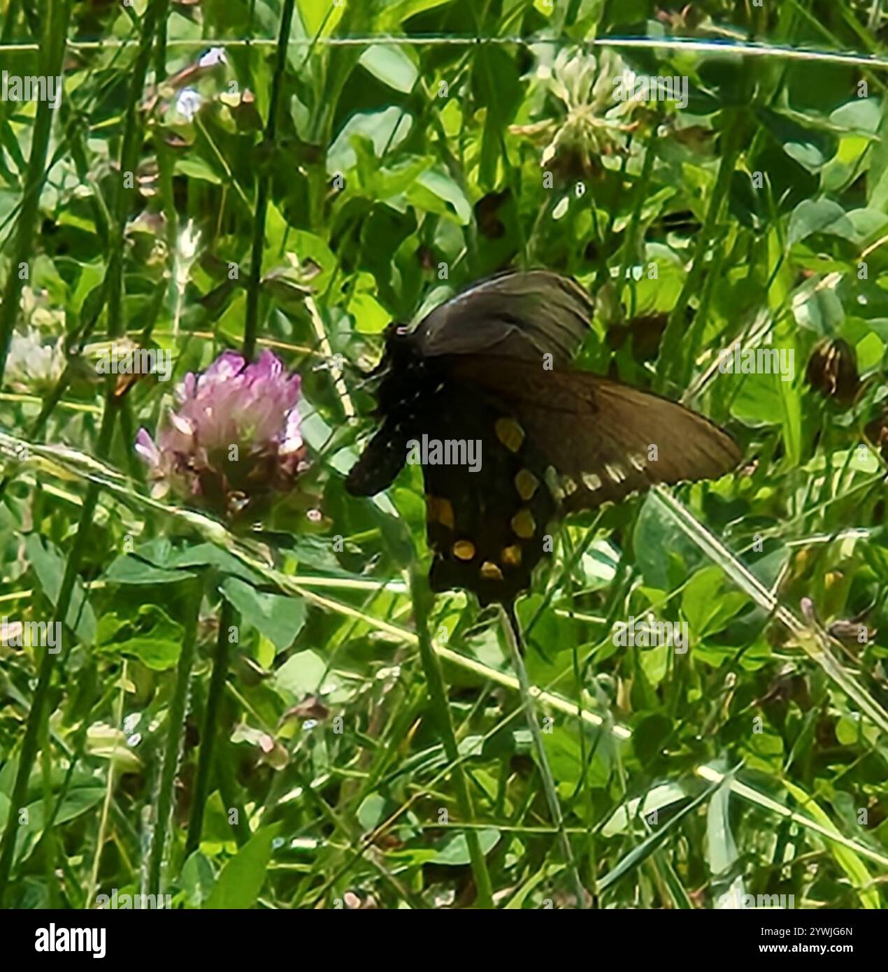 Pipevine Swallowtail (Battus philenor Stock Photo - Alamy