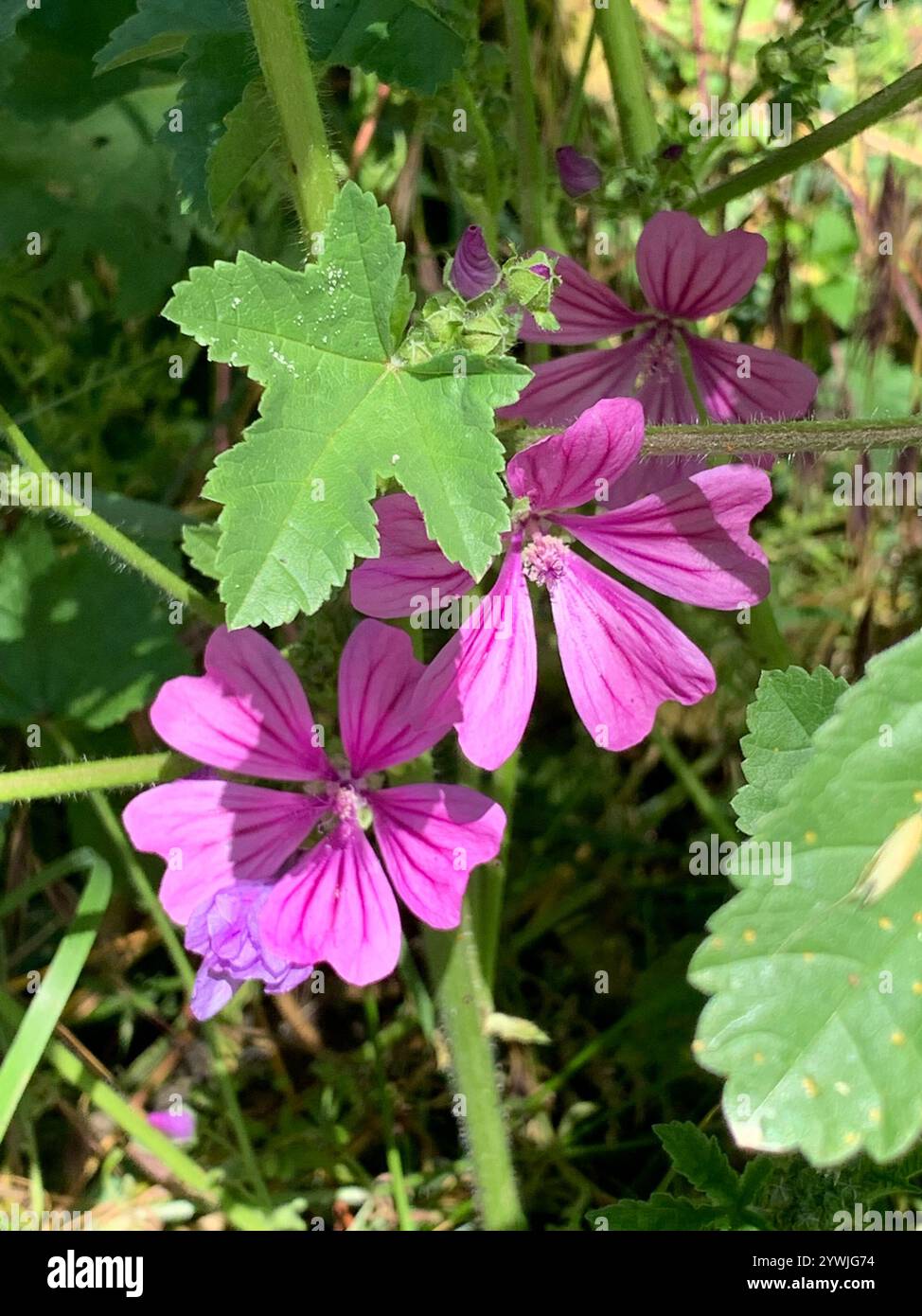 Common Mallow (Malva sylvestris Stock Photo - Alamy
