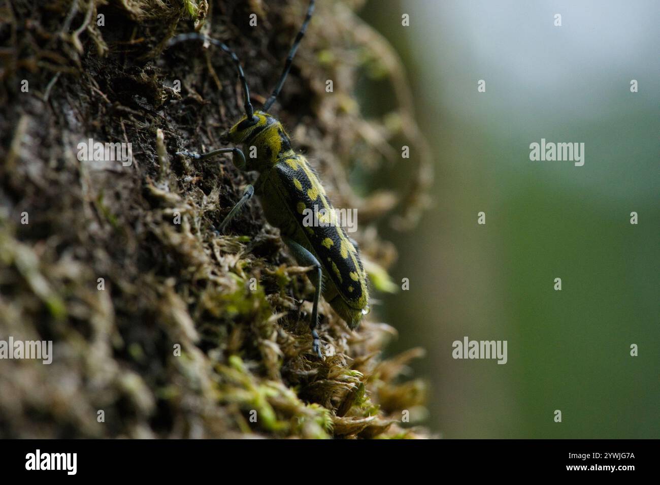 Ladder-marked Longhorn Beetle (Saperda scalaris Stock Photo - Alamy