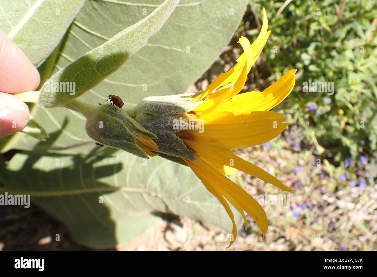 woolly mule's ears (Wyethia mollis Stock Photo - Alamy