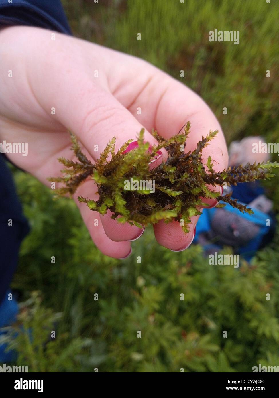 Platyhypnidium Moss (Rhynchostegium riparioides Stock Photo - Alamy